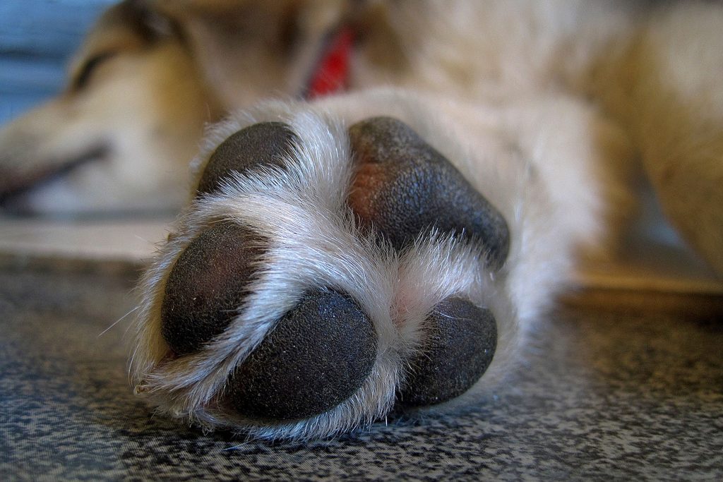 “Ley Balto”: Buscan endurecer penas por maltrato animal | Medio digital ...